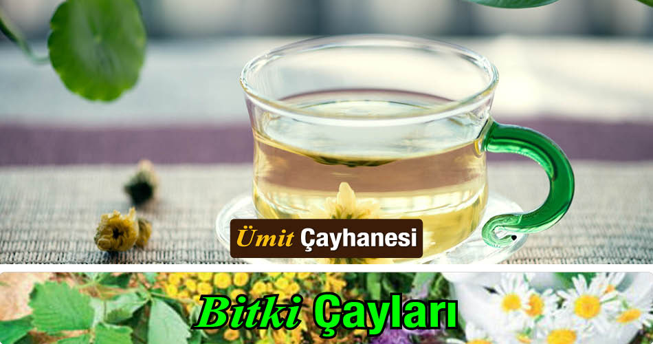 Bitki Çayları Reyhan Melisa Ihlamur Kekik Papatya - Perpa Haber